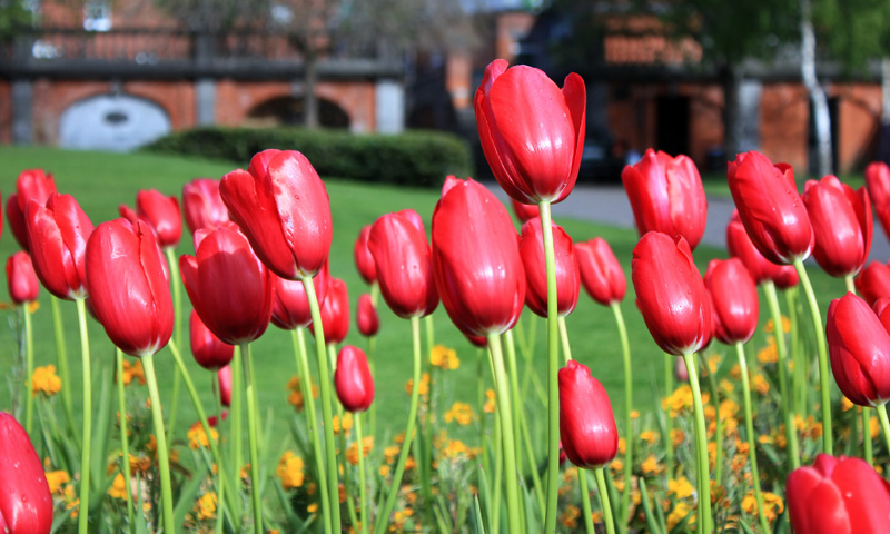 Imagenes de tulipanes rojos - Imagui